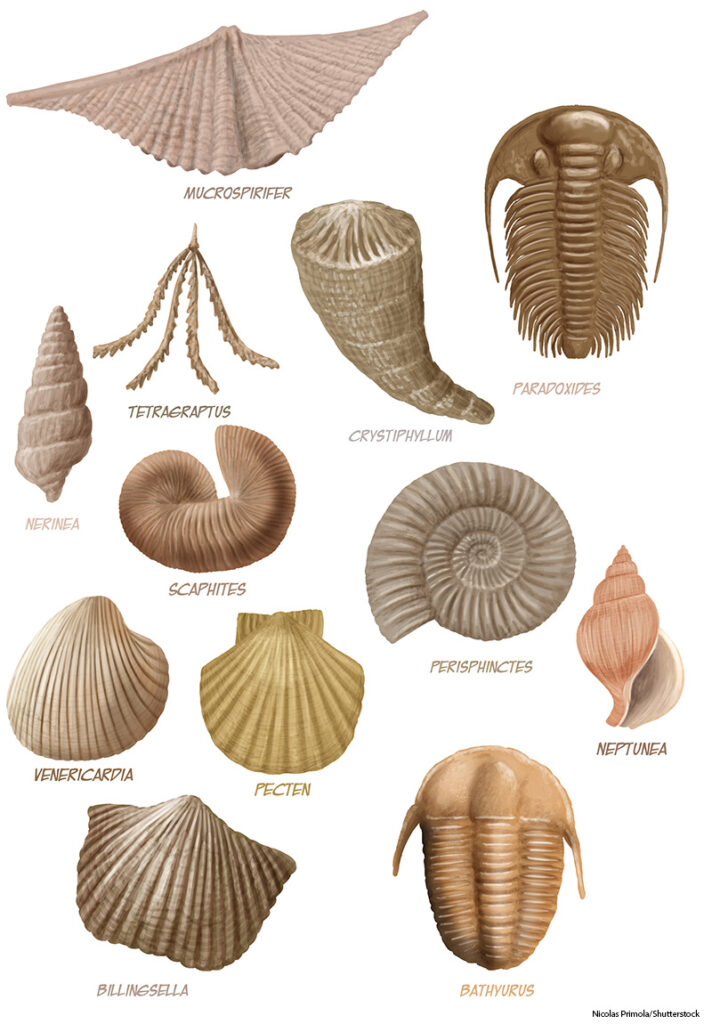 CAREERS: Scientific Illustrator – BTW – Stuff You Should Know