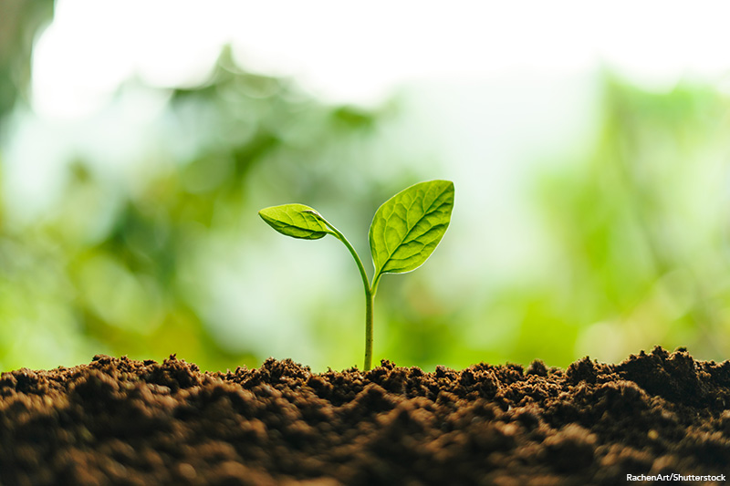 Kenya and Other Nations Focus on Planting More Trees – BTW – Stuff You ...