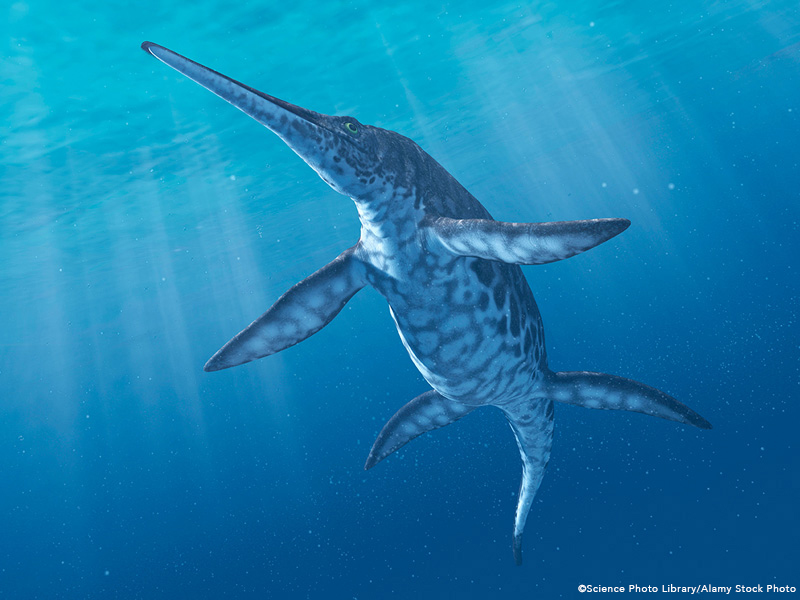 Discovery of 240-Million-Year-Old Reptile Species – BTW – Stuff You ...